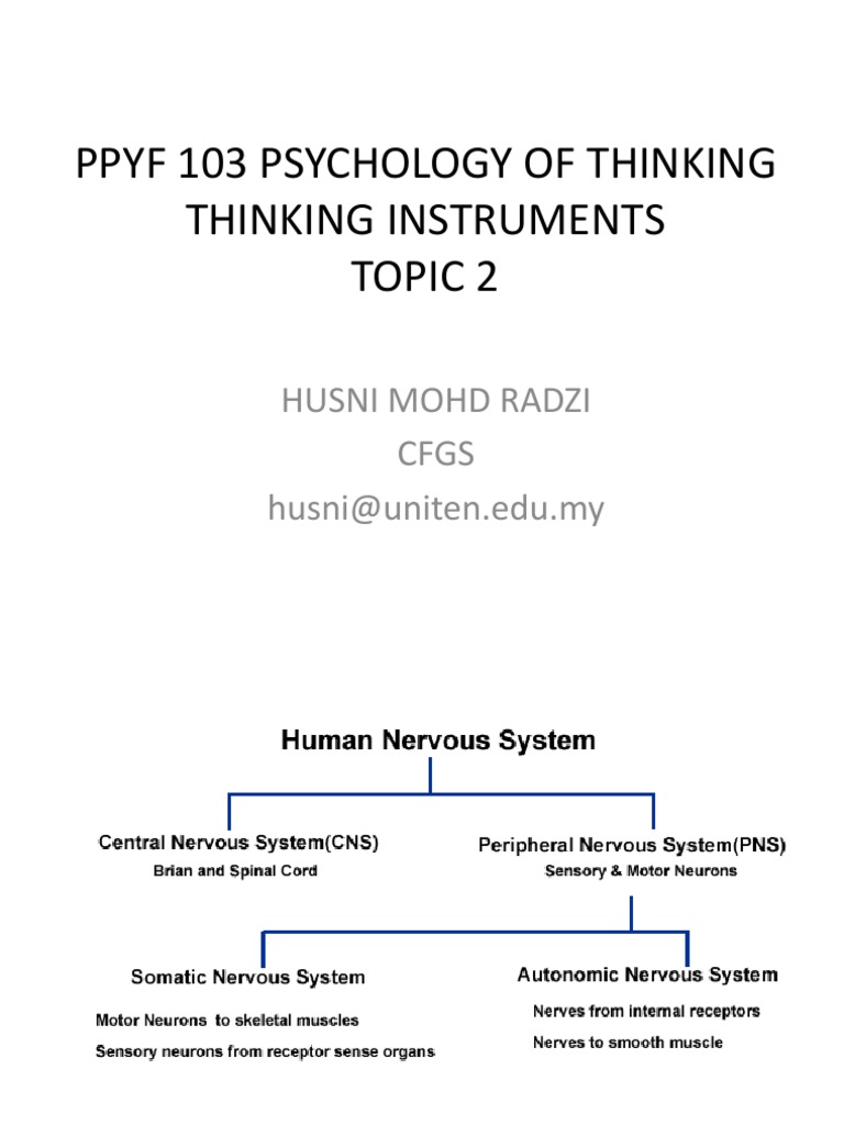 Psychology Of Thinking Pdf Neuron Brain