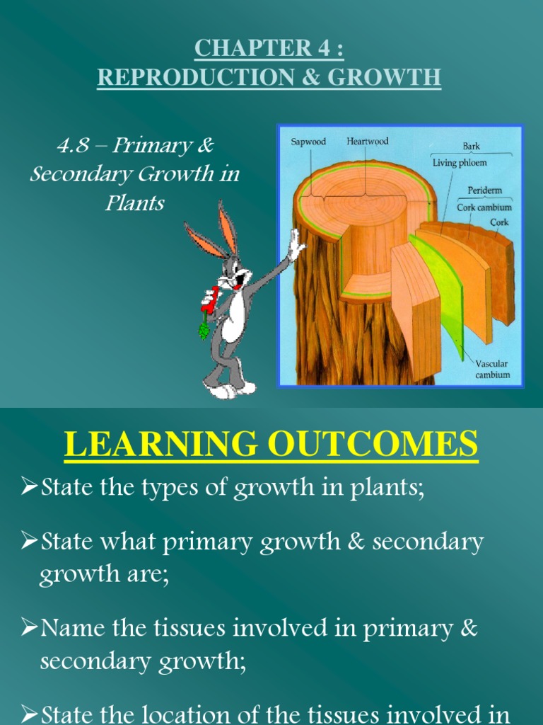 Primary and Secondary Growth in Plants | PDF | Plant Stem | Root