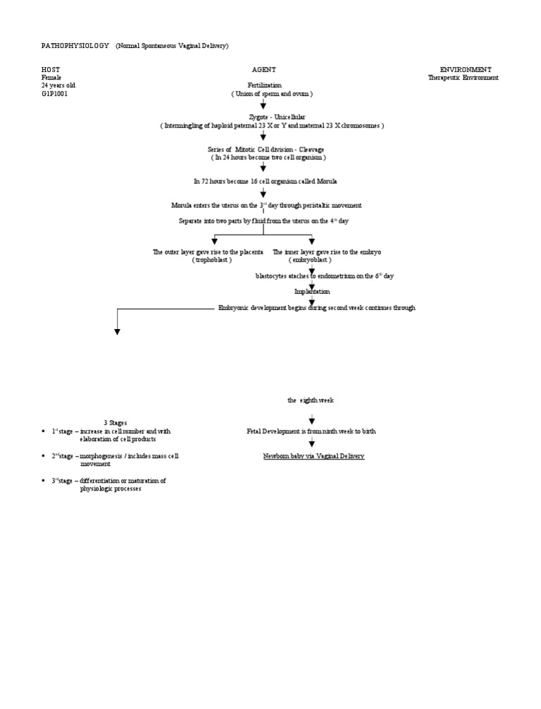 Pathophysiology of NSVD | PDF | Sexual Reproduction | Biological Processes