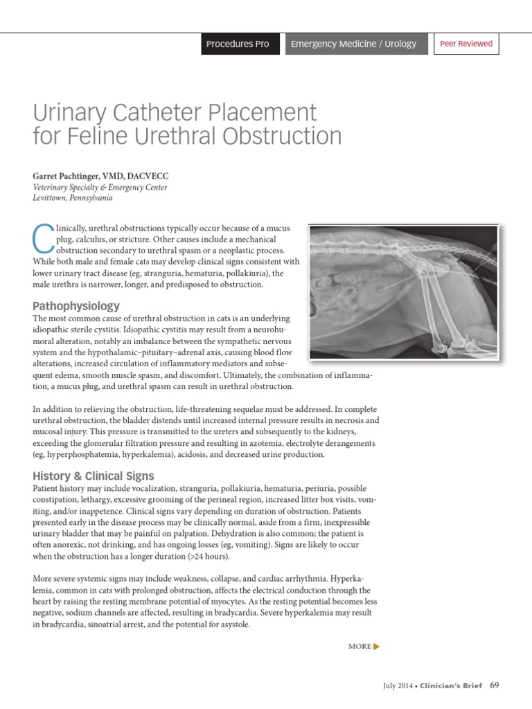 Urinary Catheter Placement For Feline Obstruction | PDF | Urinary ...