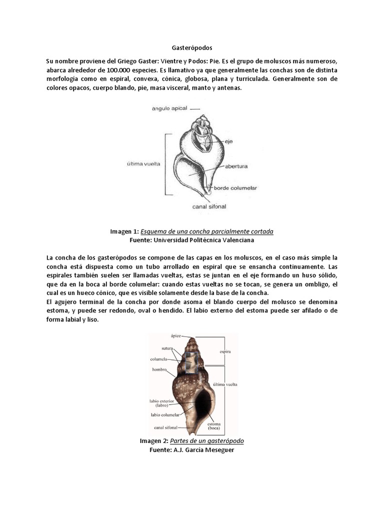 Gasterópodos | PDF | Moluscos | Branquia