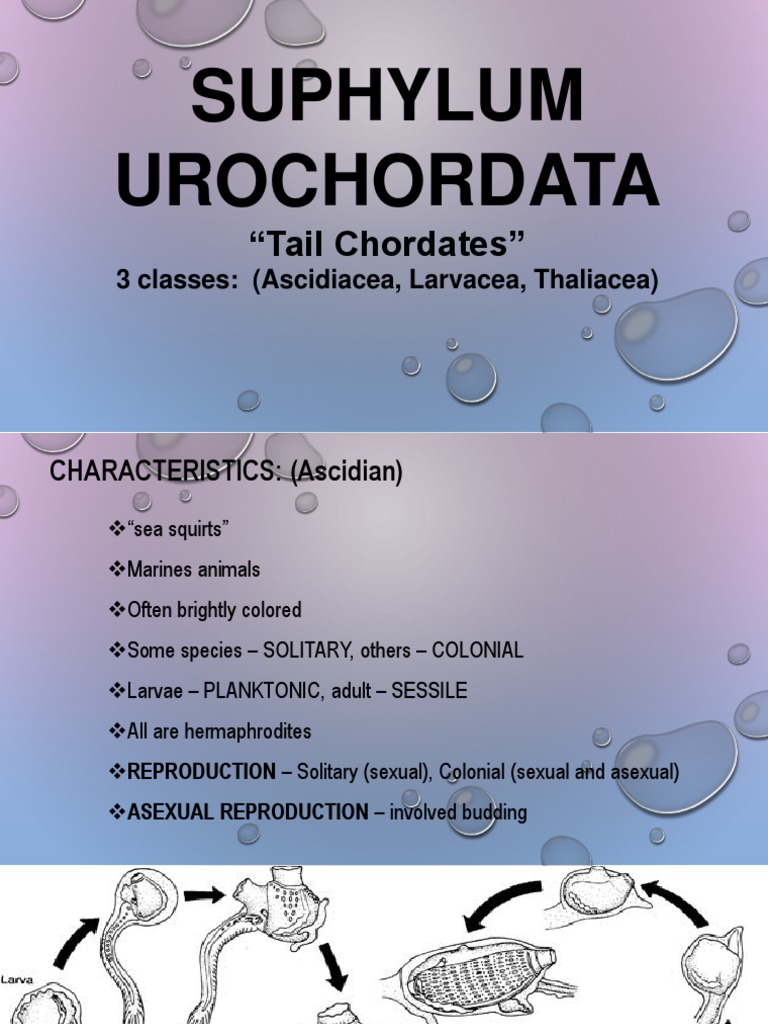 Urochordata Anatomy