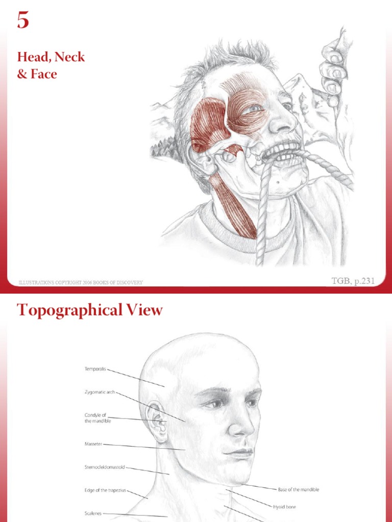 5-Head, Neck & Face | PDF | Neck | Bone