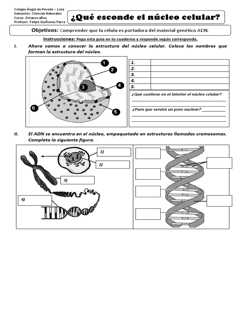Hojas De Trabajo Sobre La Estructura Celular