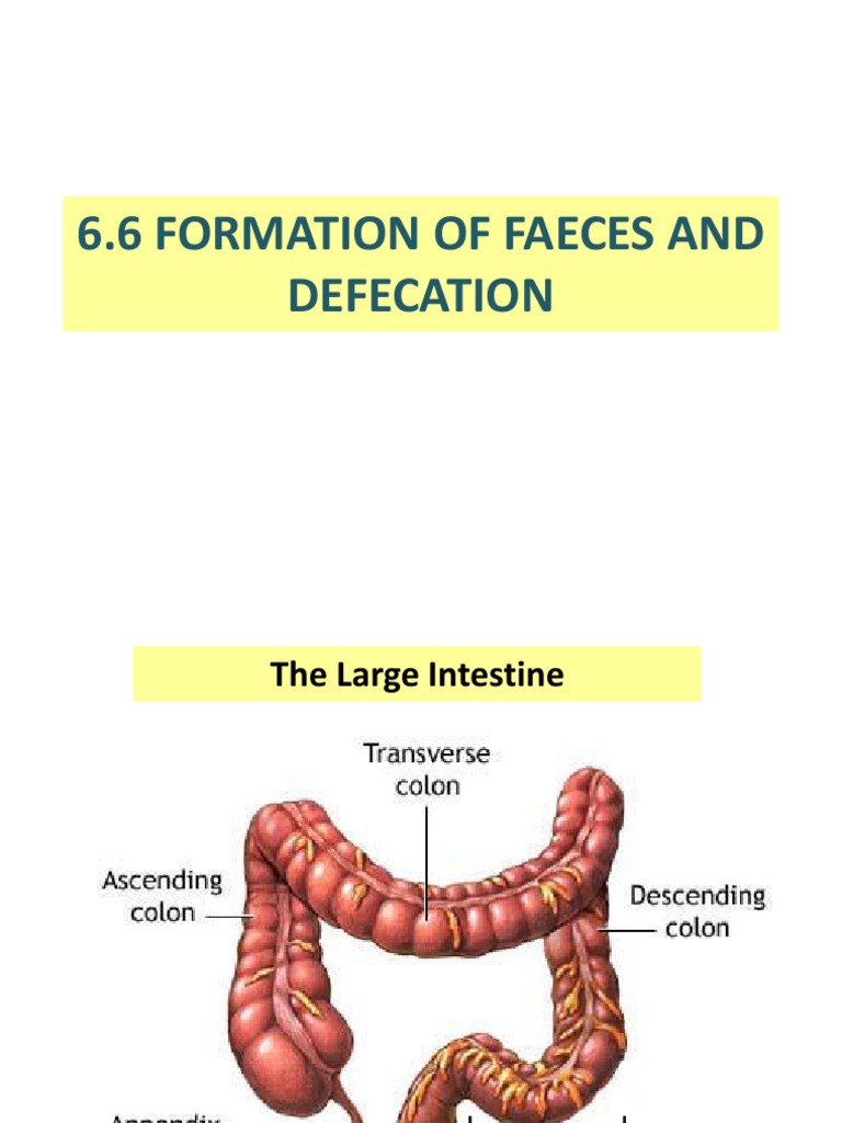 Defecation Anatomy