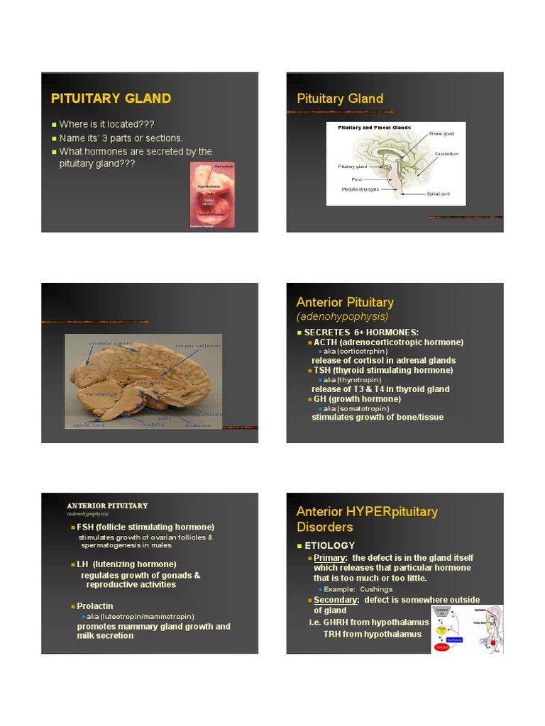 Understanding the Pituitary Gland Functions | PDF | Endocrine System ...