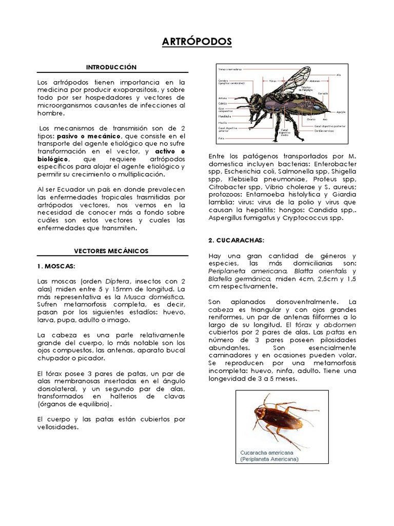 Artropodos | PDF | Insectos | Microbiología
