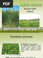 2 Ficha Técnica Del Pasto Cuba 22 | PDF | Pasto | Siembra