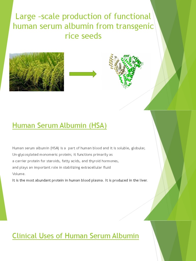 Large - Scale Production of Functional Human Serum Albumin From ...