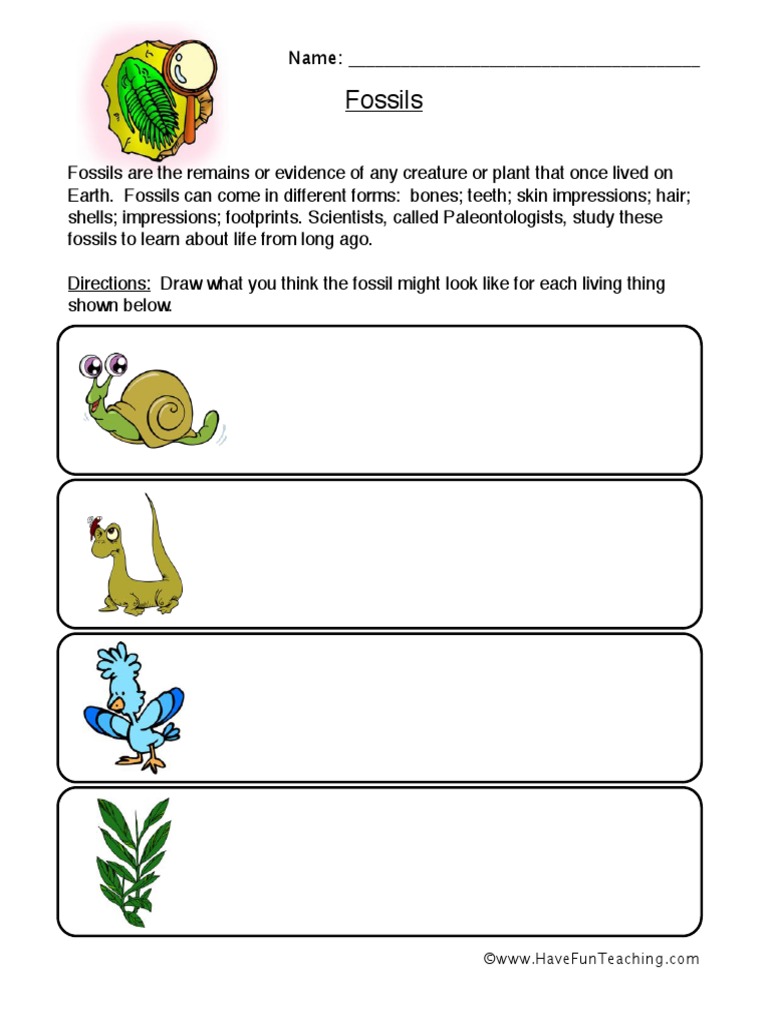 Fossils Worksheet | PDF