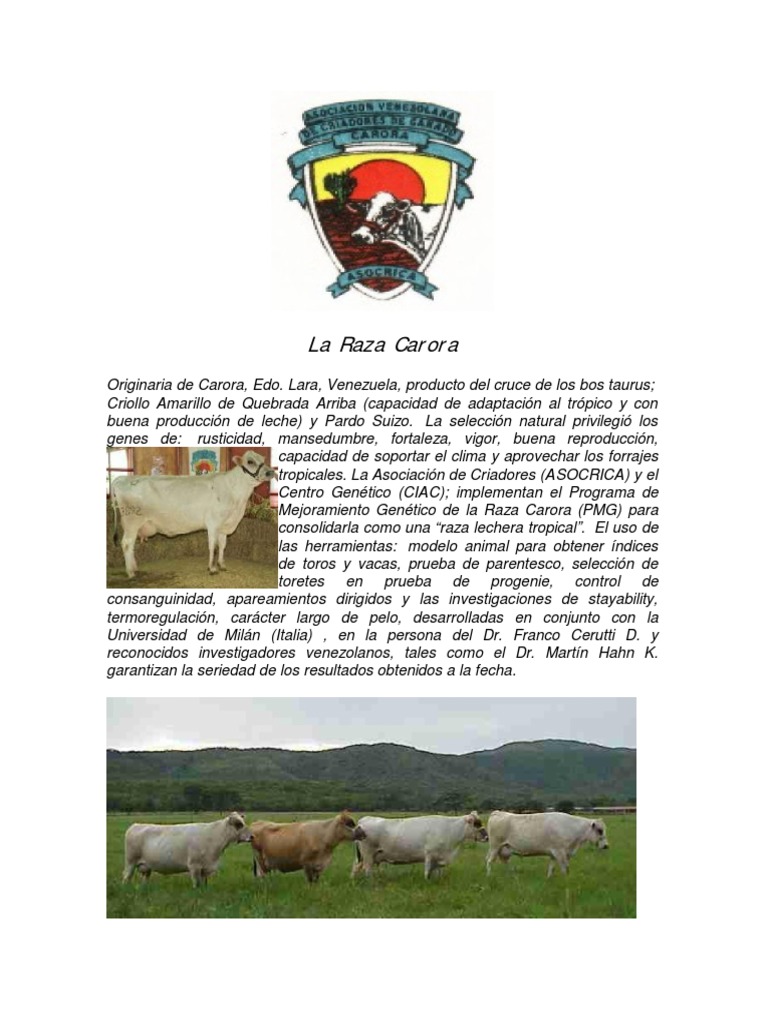 La Raza Carora | PDF | Vacas | Leche