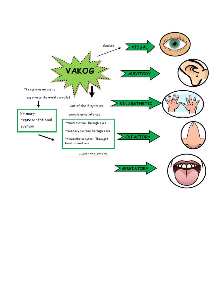 Vakog: Primary Representational System | PDF | Brain | Experimental ...