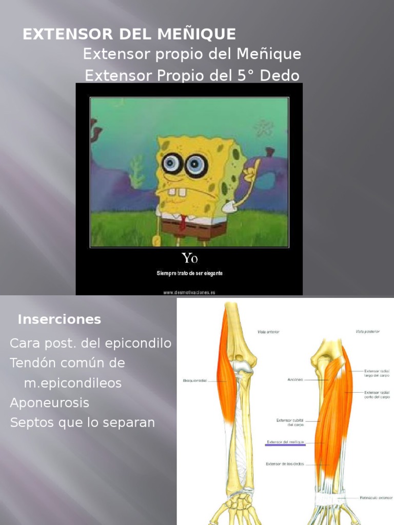 Anatomía del Extensor del Meñique | PDF
