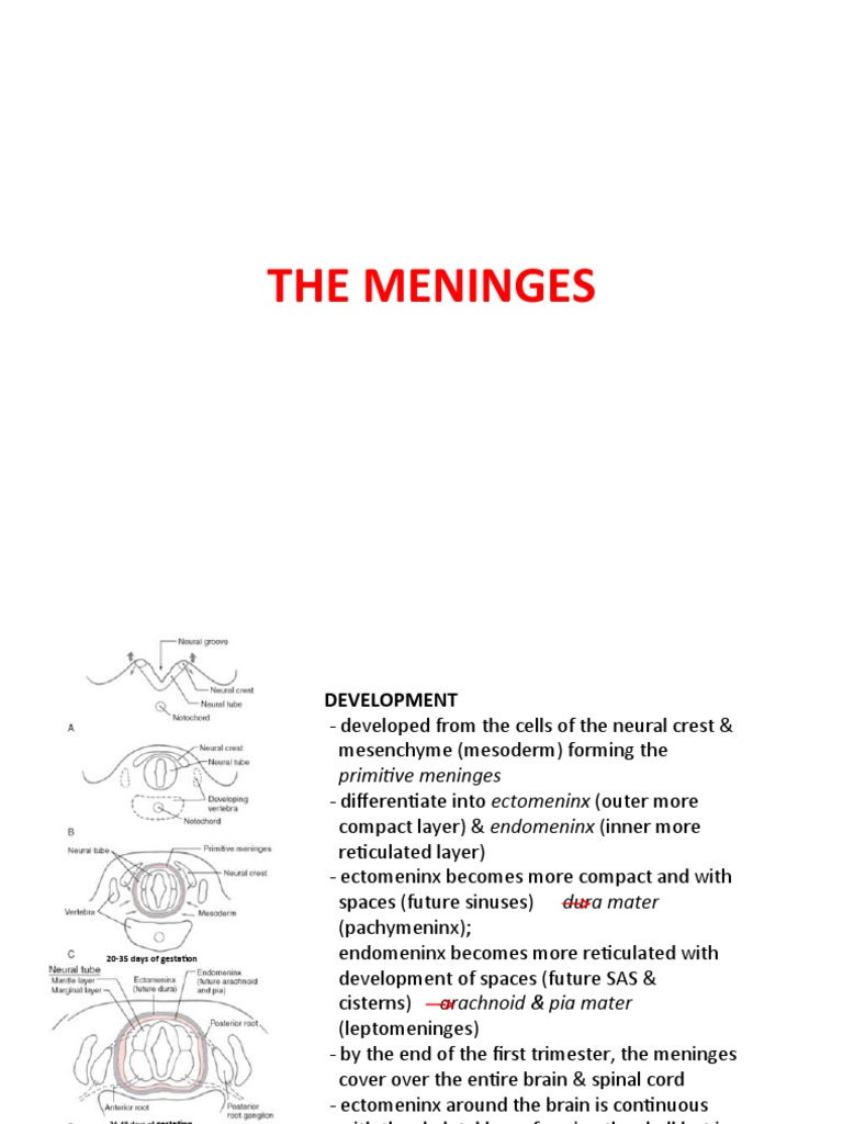 The Meninges | PDF | Anatomy | Neuroanatomy