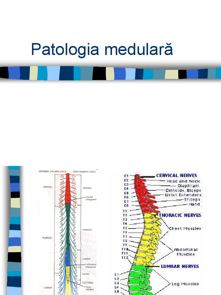 Patologia Medulara | PDF