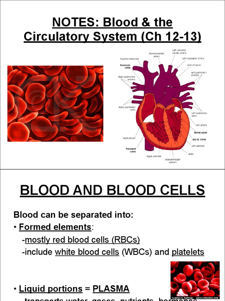 Blood Circ System Note | PDF | Heart Valve | Atrium (Heart)