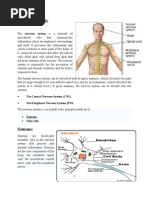 Nervous System Worksheet Grade 5 | Nervous System | Spinal Cord | Free ...
