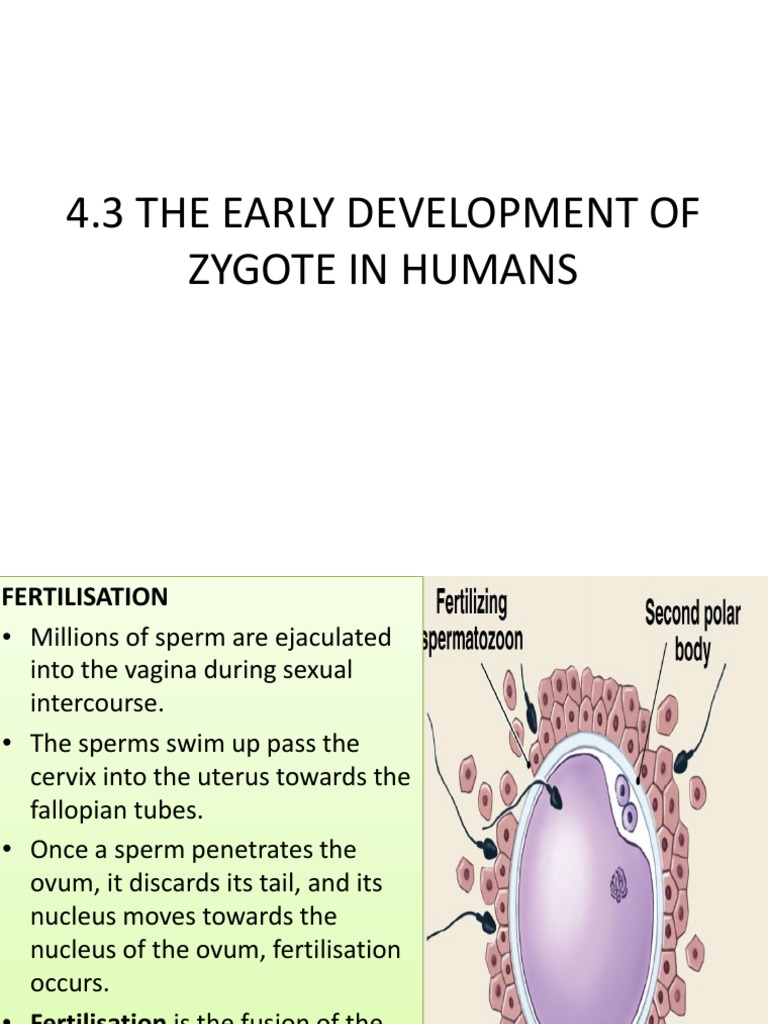 Early Human Zygote Development Process | PDF | Placenta | Implantation ...