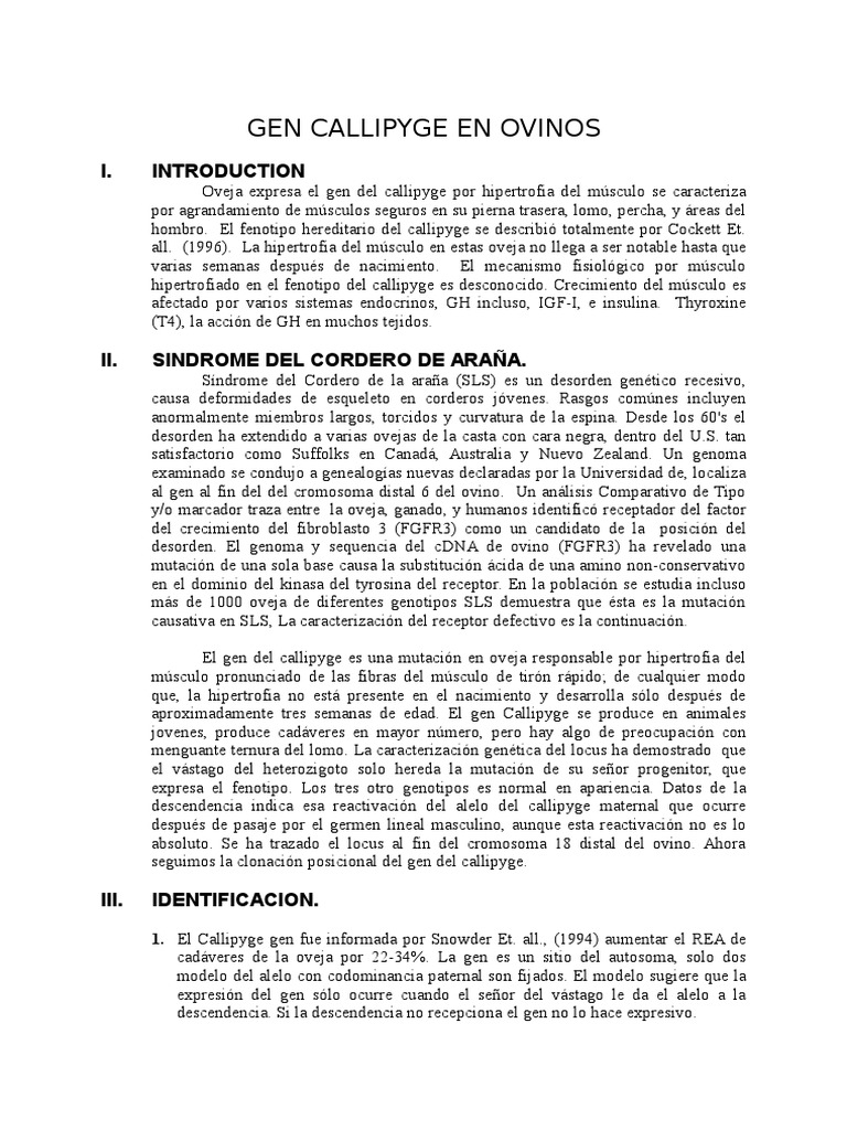 Gen Callipyge en Ovejas: Características y Efectos | PDF | Gene | Alelo