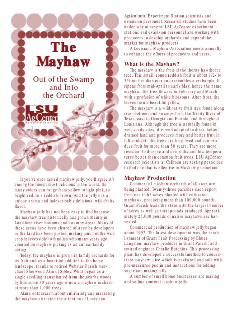 Mayhaw Jelly From LSU Extension | PDF | Fruit Preserves | Juice