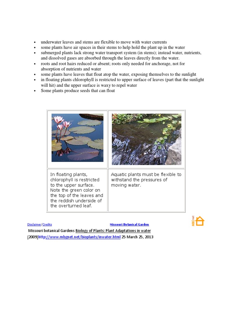 Plant Adaptations in Water | PDF | Plants | Rainforest