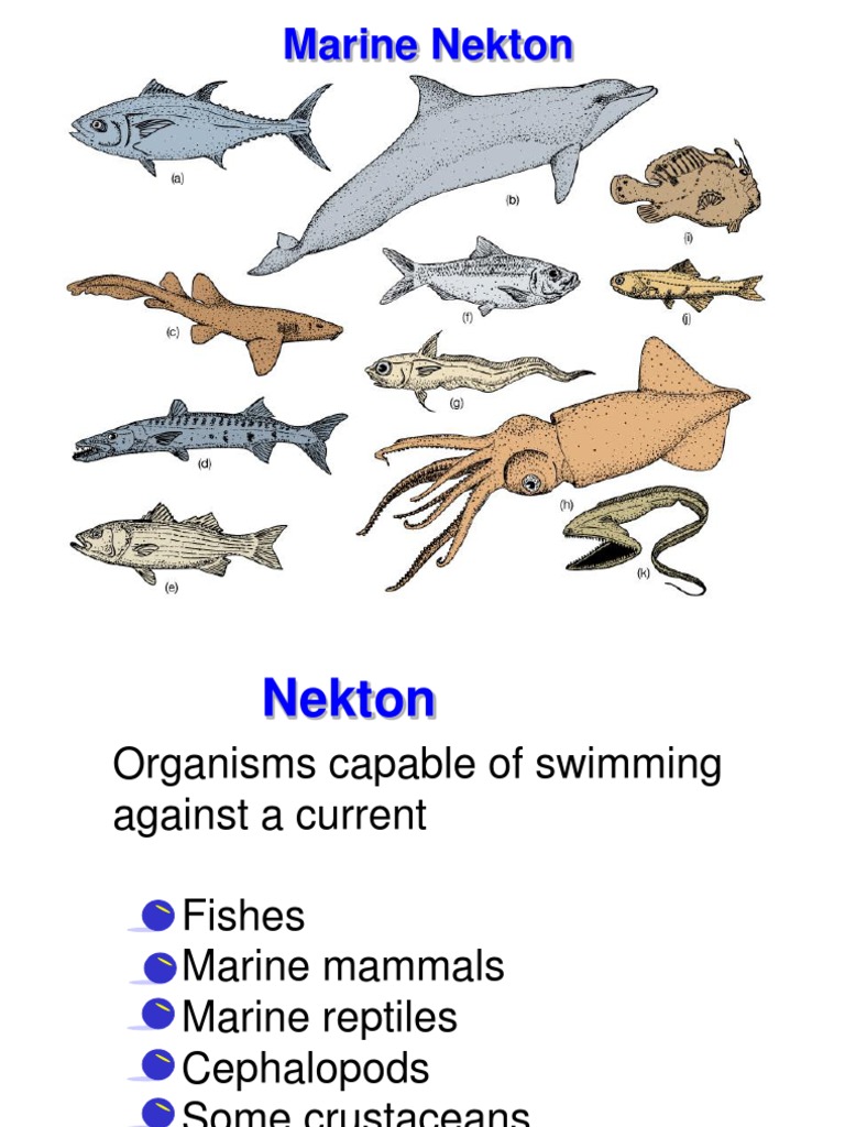 Nekton Notes | PDF | Cetacea | Pinniped