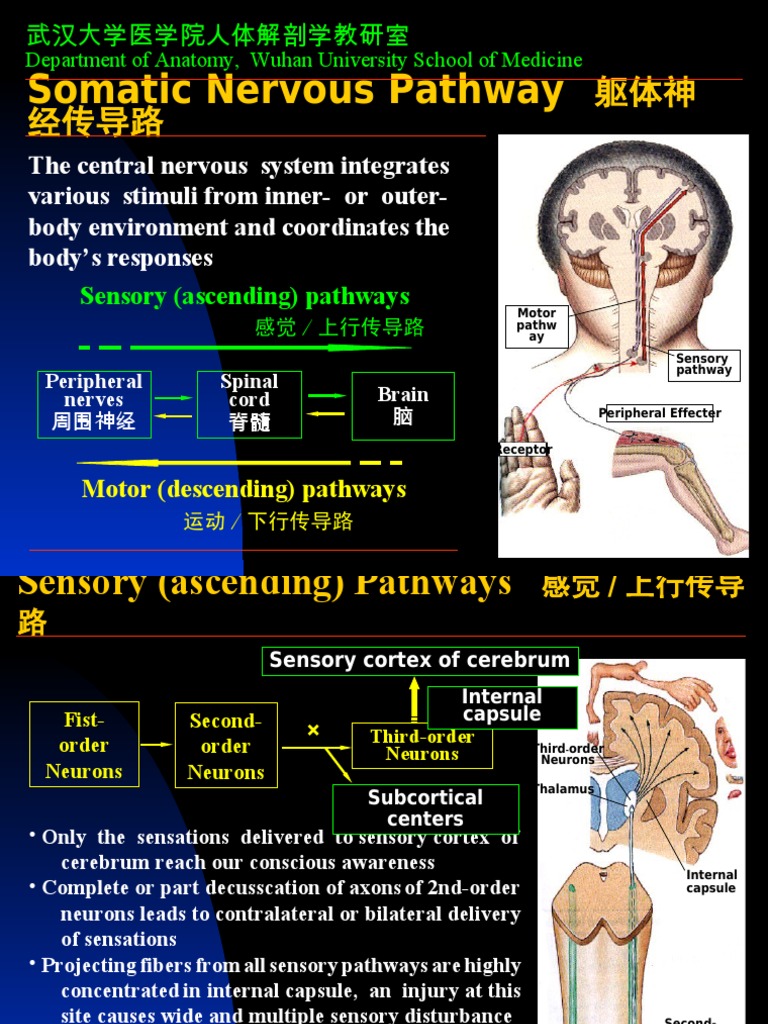 Somatic Nervous Pathway | PDF | Thalamus | Cerebellum