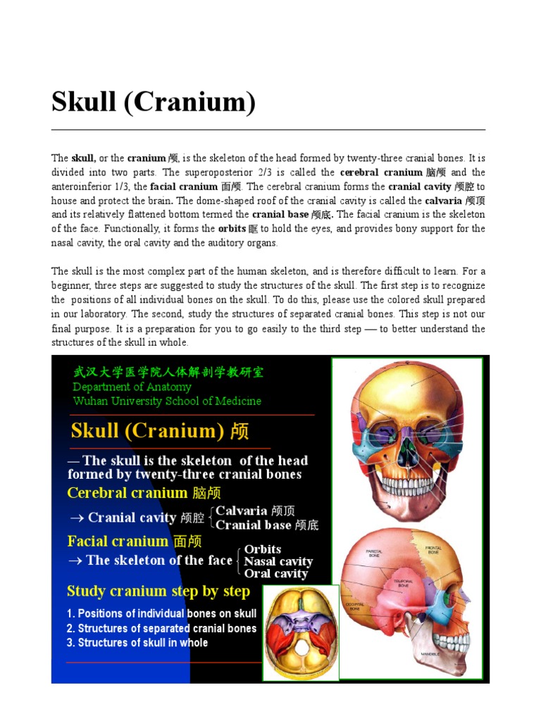 02 Skull | PDF | Skull | Primate Anatomy