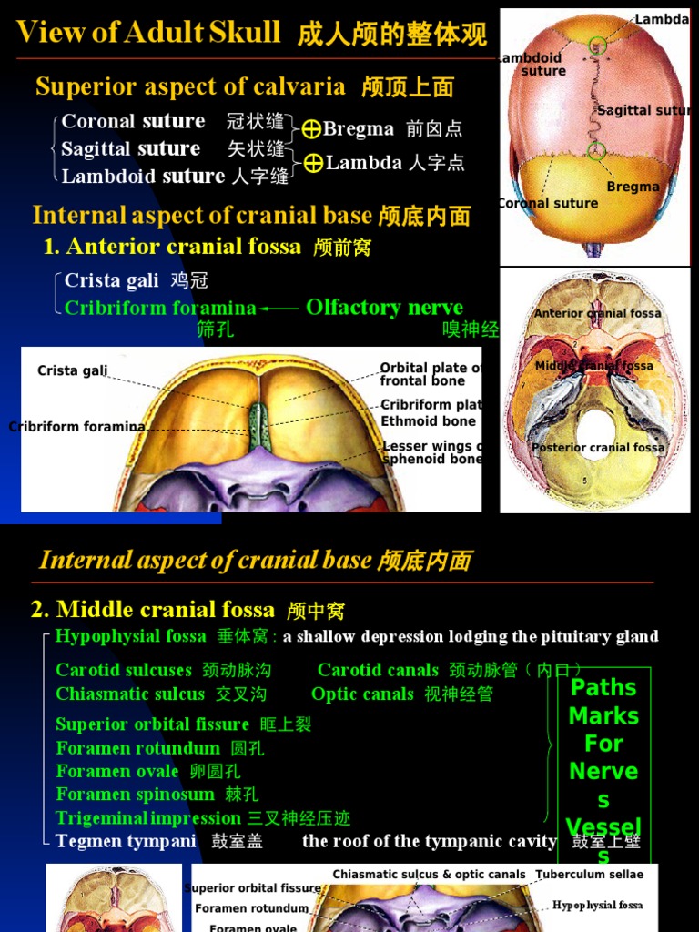 Superior Aspect of Calvaria: Suture Suture Suture | PDF | Skull ...