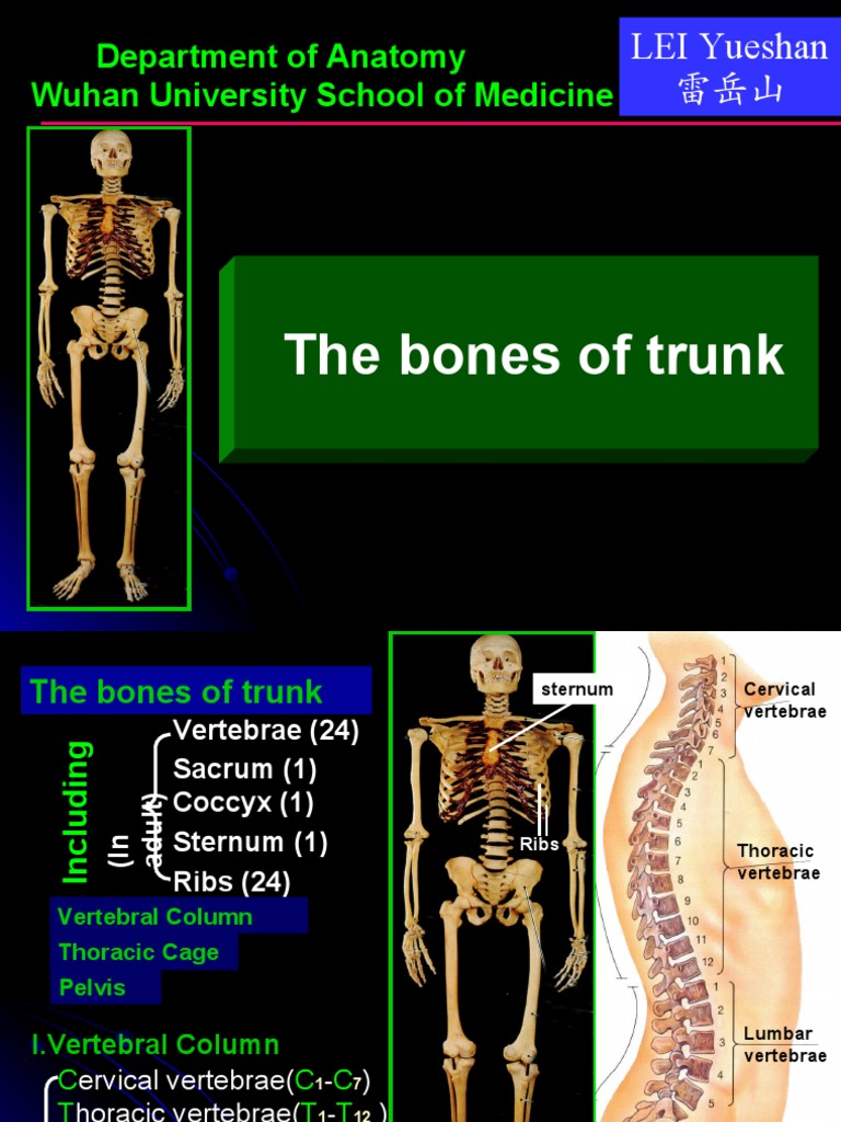 Bones and Joints of Trunk | PDF | Vertebra | Vertebral Column