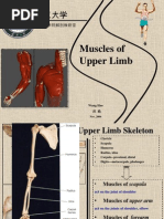 Upper Limb Mnemonics 2 | PDF | Thumb | Hand