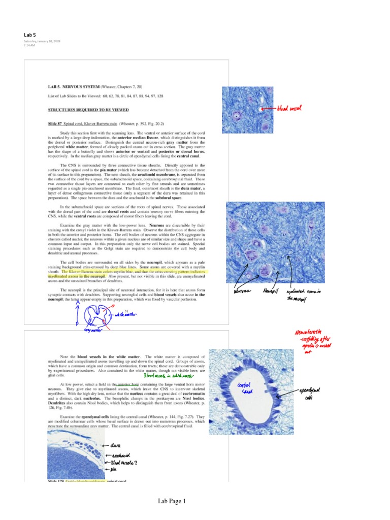 Lab 5 PDF | PDF