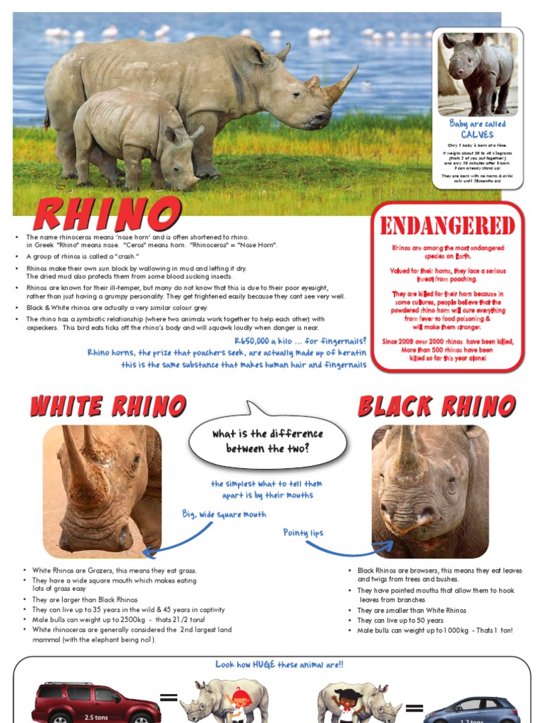 Rhino | PDF | Rhinoceros | Fauna Of Africa