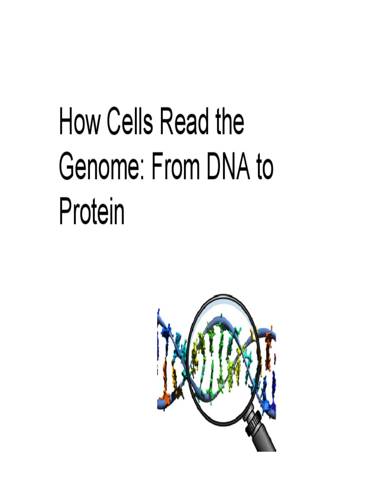 How Cells Read The Genome: From DNA To Protein | PDF | Promoter ...