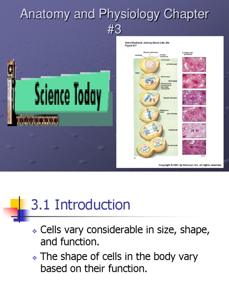 Anatomy and Physiology Chapter 3 | PDF | Endoplasmic Reticulum | Cell ...