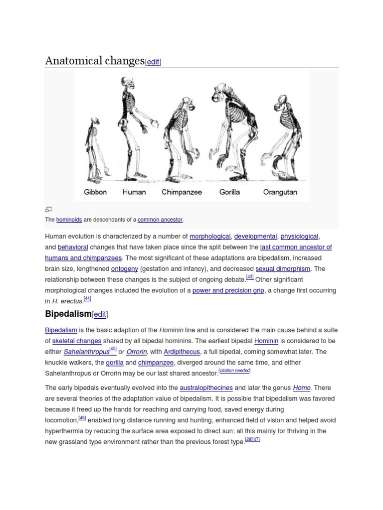 Human Evolution 4 | PDF | Human Evolution | Bipedalism