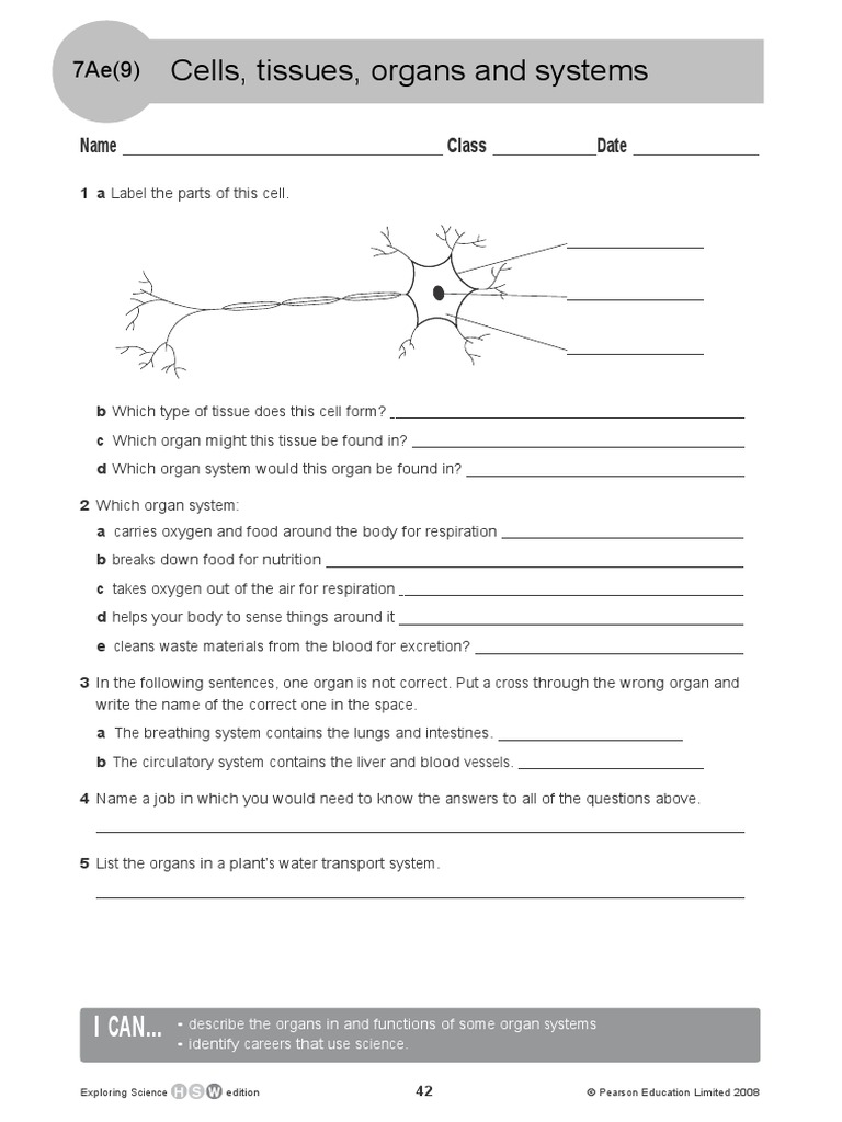 Science Quiz on Body Systems | PDF