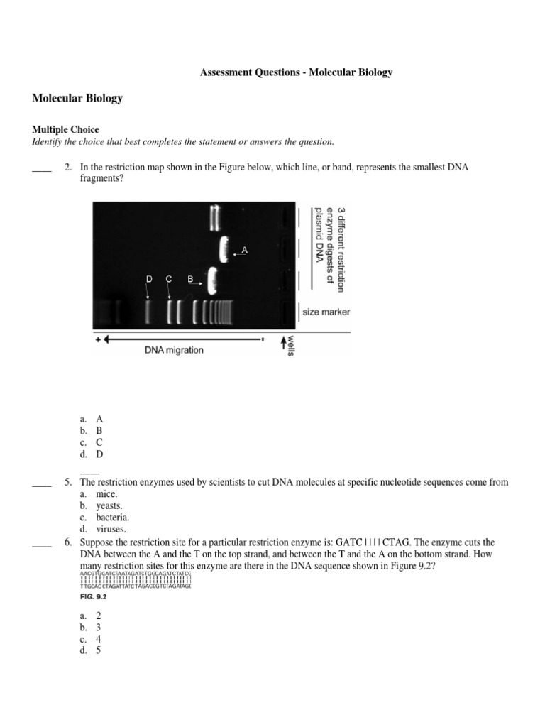 Multiple Choice Questions On Molecular Biology | PDF | Restriction Enzyme | Dna