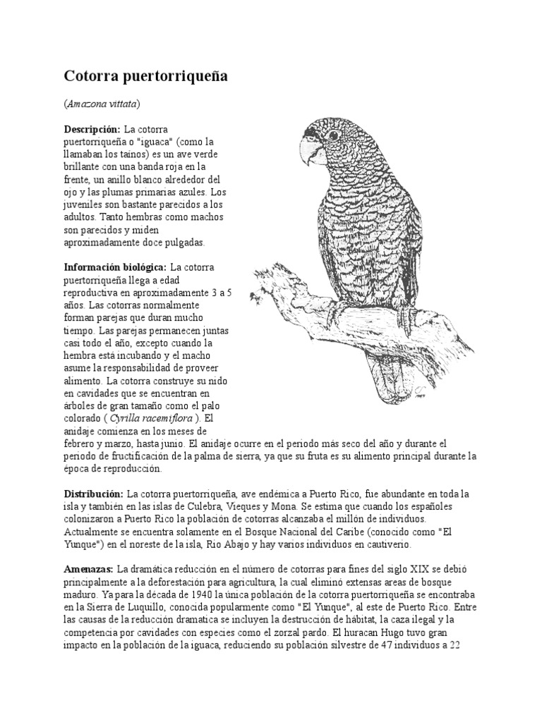 Cotorra Puertorriqueña | PDF | Aves | Tetrápodos