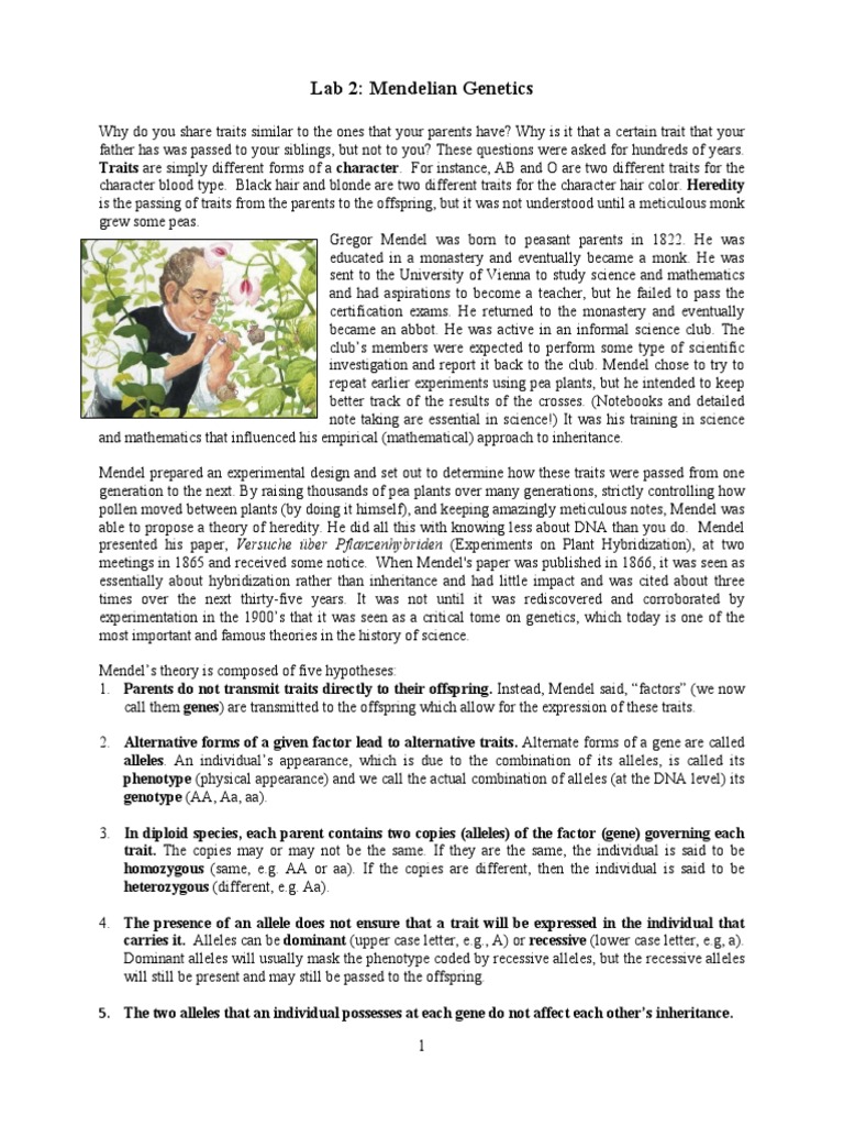 Lab 02 - Mendelian Genetics | PDF | Dominance (Genetics) | Allele