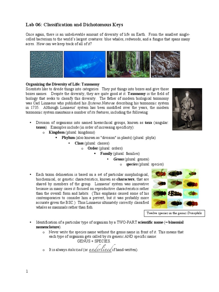 Lab 06 Classification and Dichotomous Keys | Taxonomy (Biology) | Bears