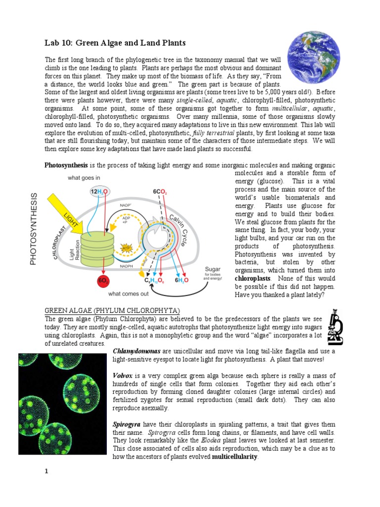 Lab 10 Algae and Land Plants | PDF | Flowers | Seed