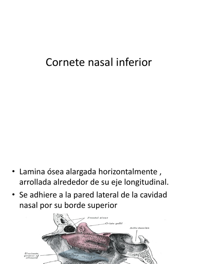 Copia de Cornete Nasal Inferior
