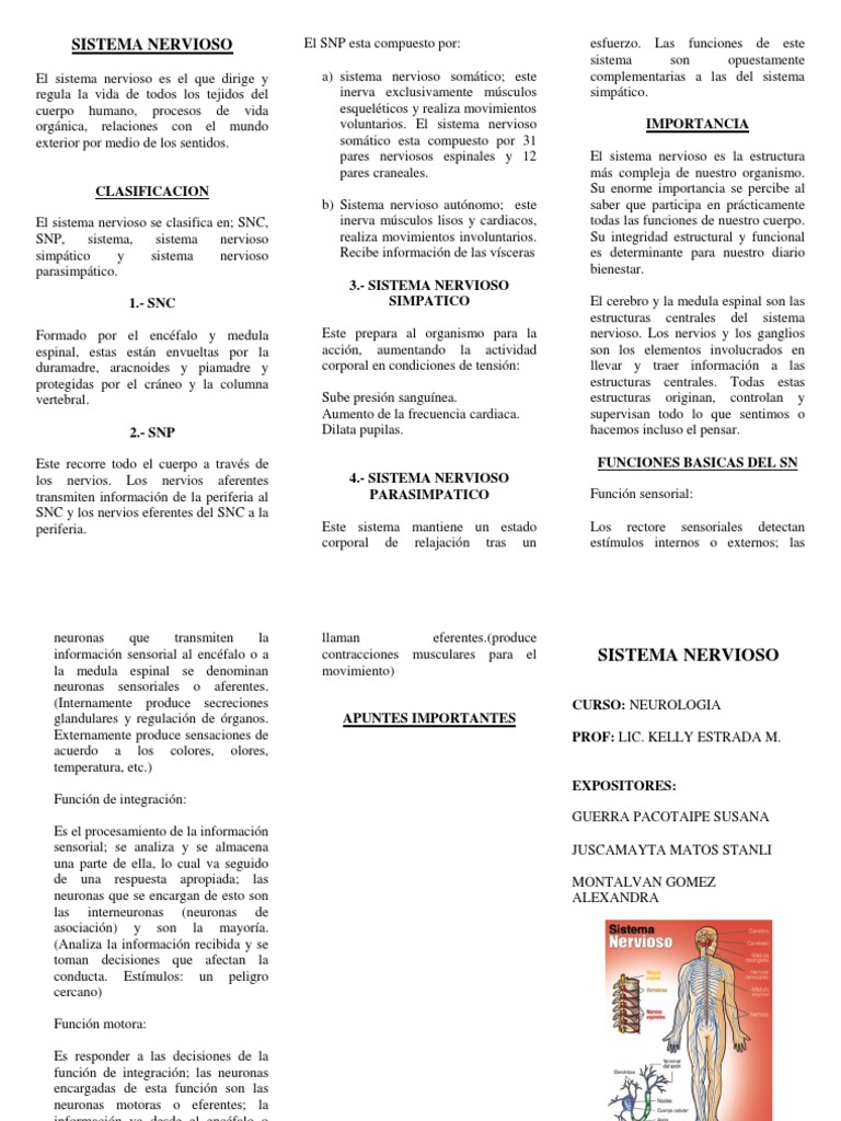 Sistema Nervioso Triptico | PDF | Neurona | Sistema nervioso