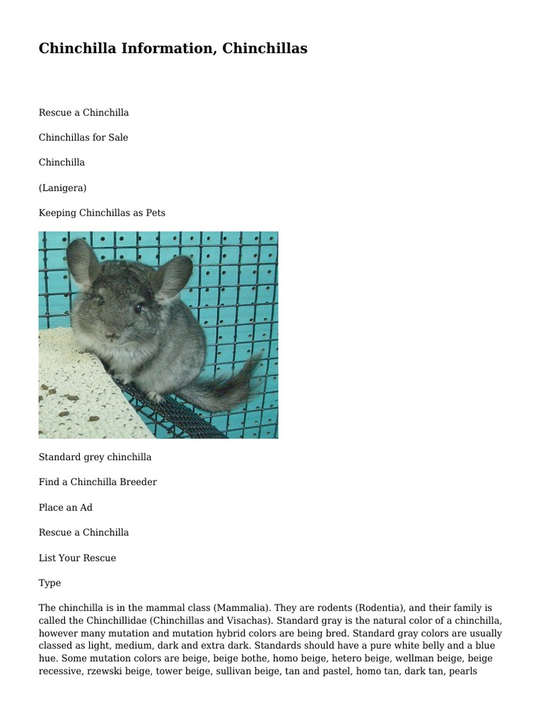 Chinchilla Information, Chinchillas | Nature | Psychology & Cognitive ...