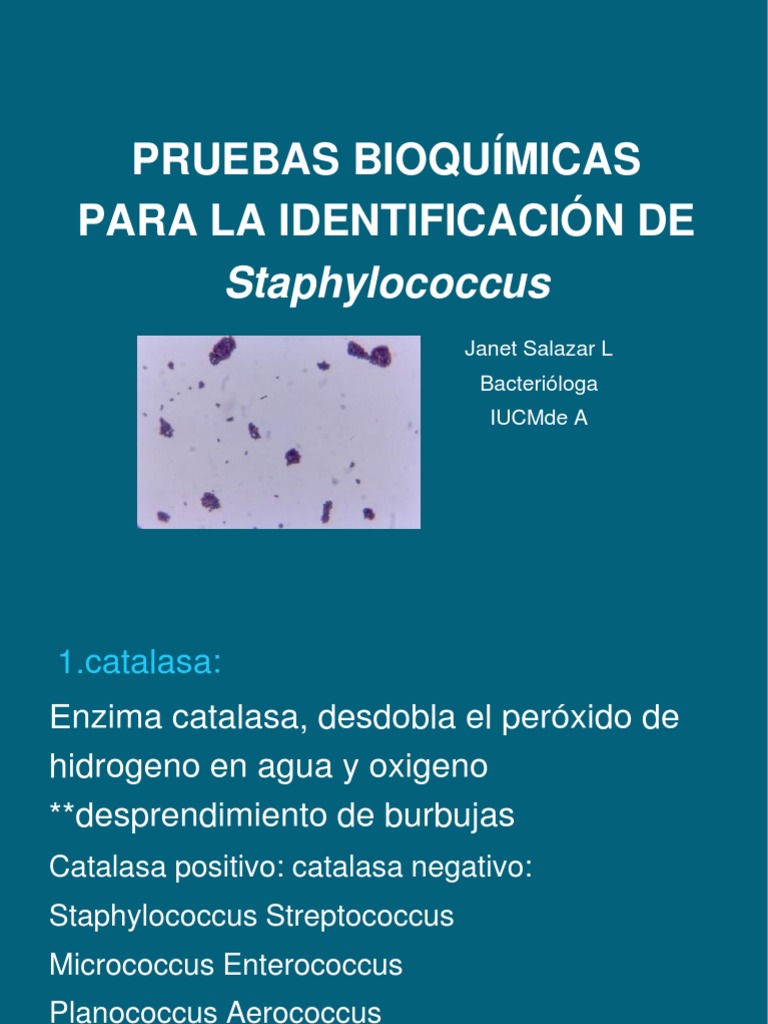 78 Pruebas Bioquímicas Para La Identificación de Staphylococcu ...