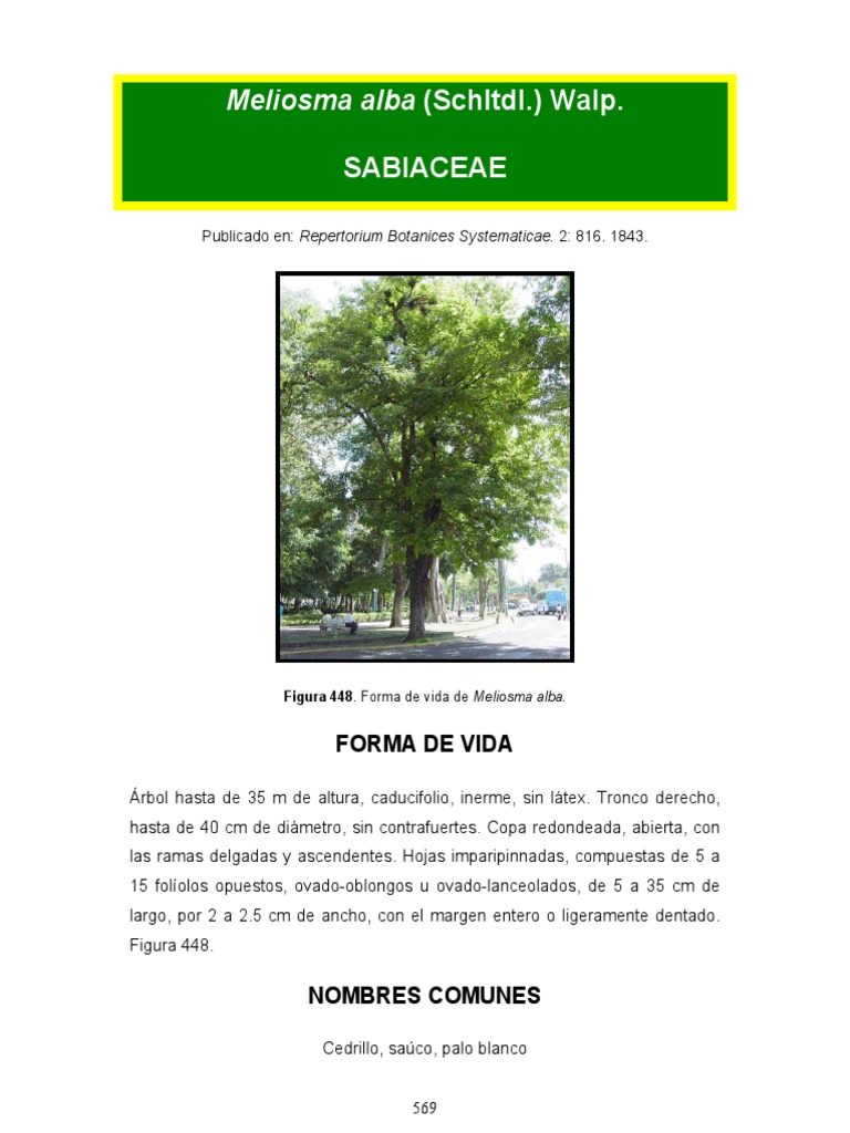 Meliosma alba: Flora y usos del cedrillo | PDF | Semilla | Fruta