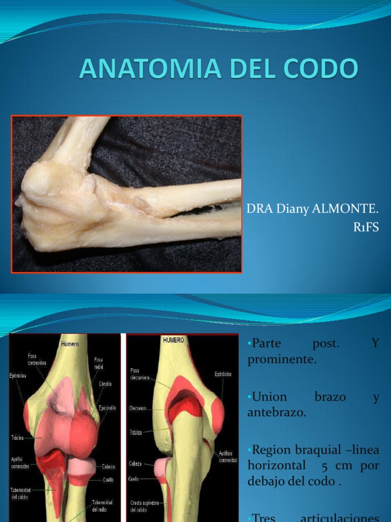 Anatomia Del Codo | PDF | Codo | Extremidades (anatomía)