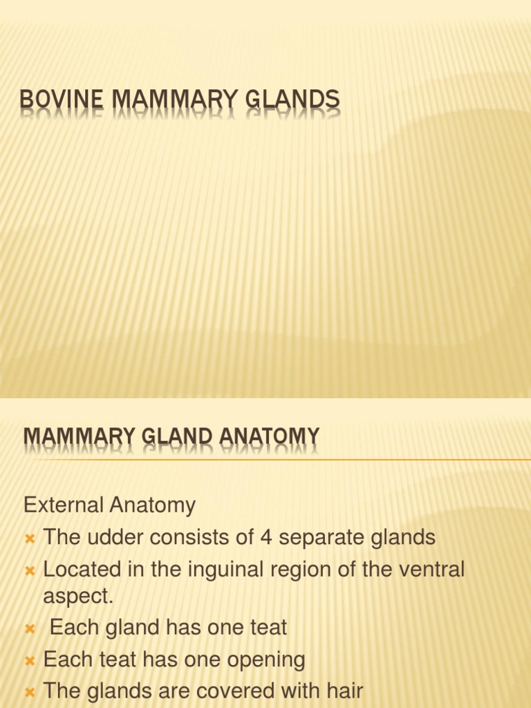 16_ Bovine Mammary Glands Complete | Lymphatic System | Artery