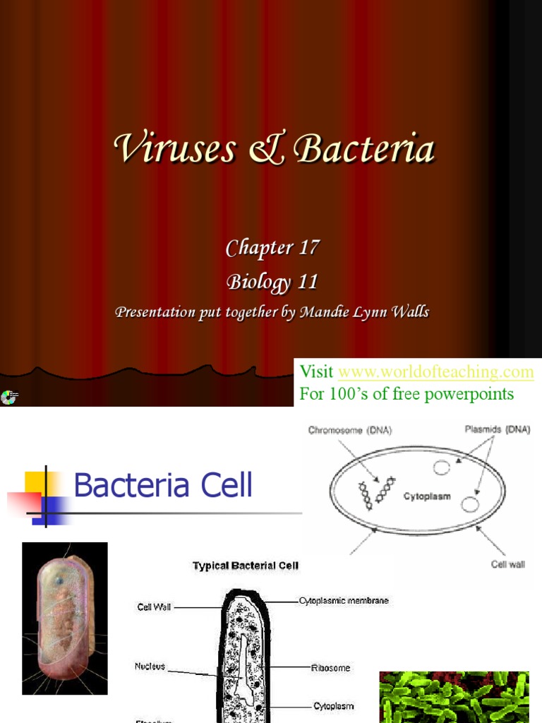 Viruses & Bacteria: Biology 11 | PDF | Bacteria | Cell (Biology)